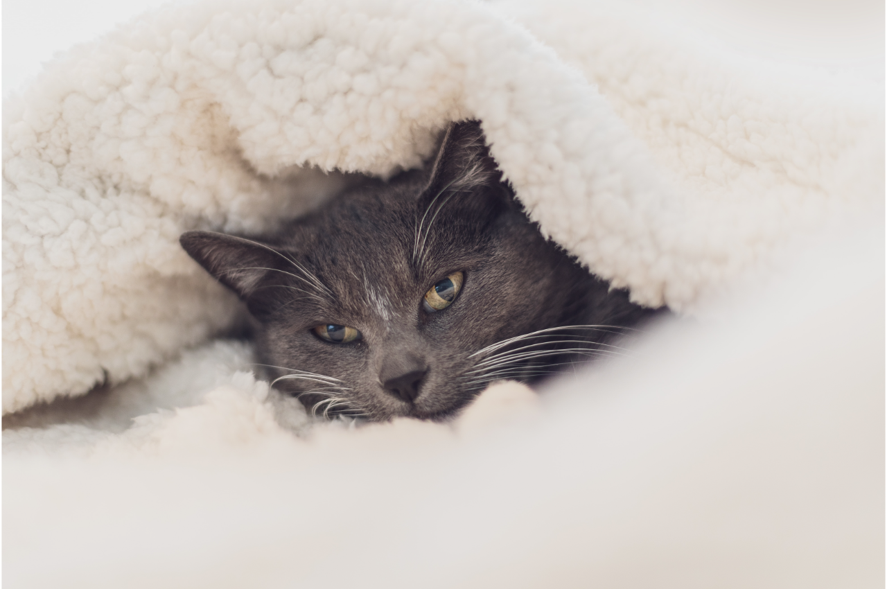 What You Need To Know About Hypothermia In Pets | House Calls ...